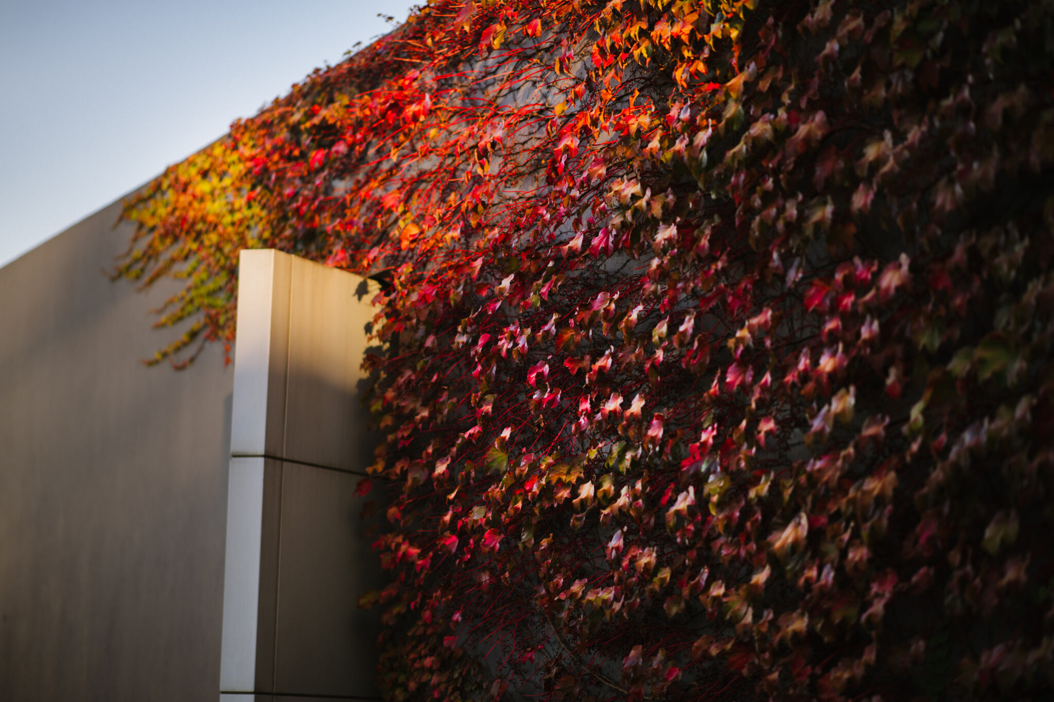 About Trinity Grammar School, Kew | Anglican Boys' School